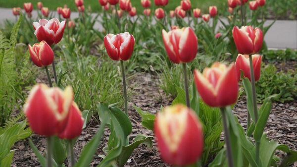 На московских клумбах распустились первые тюльпаны - РИА Новости, 30.04 ...
