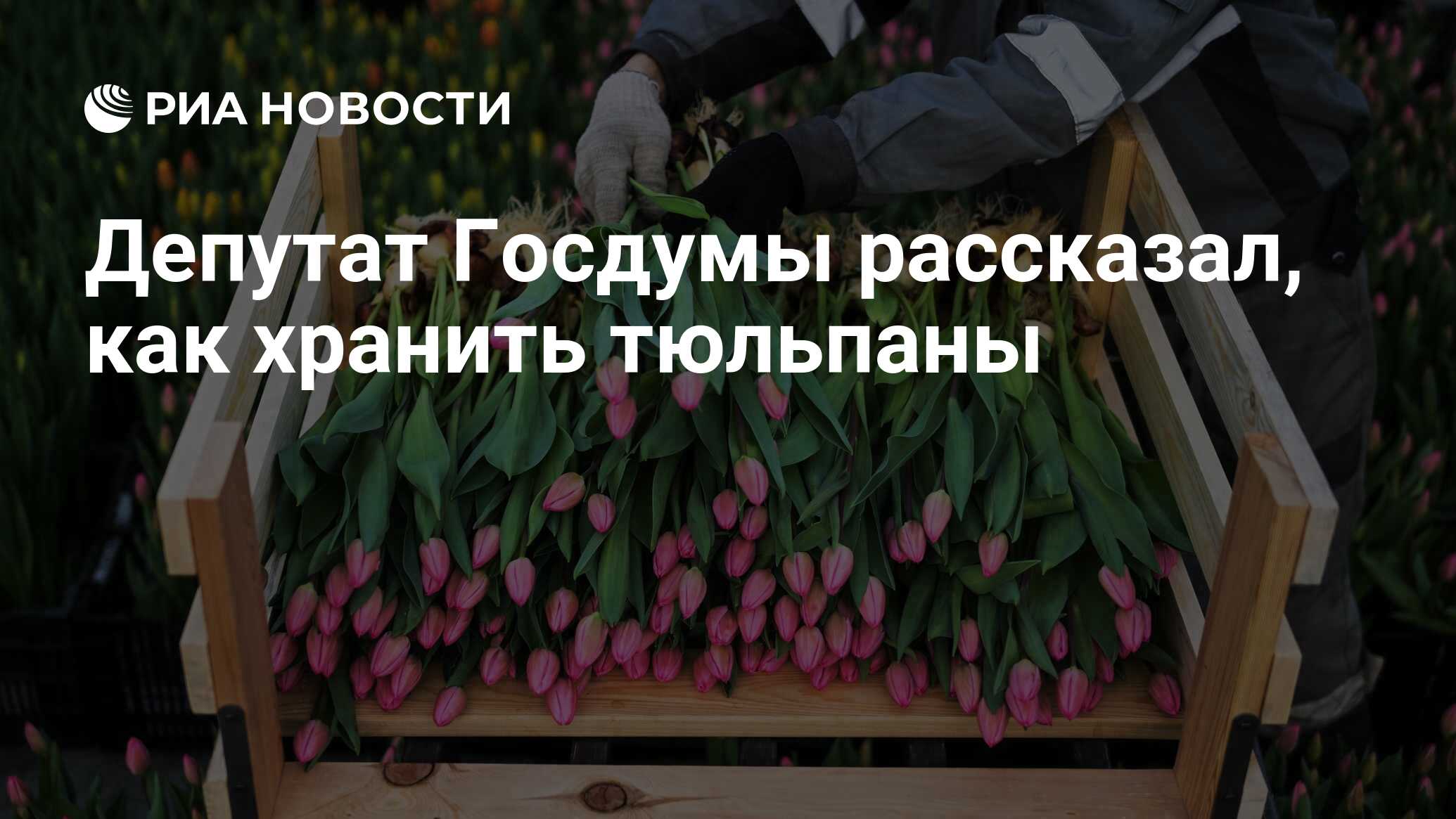 Депутат Госдумы рассказал, как хранить тюльпаны - РИА Новости, 08.03.2024