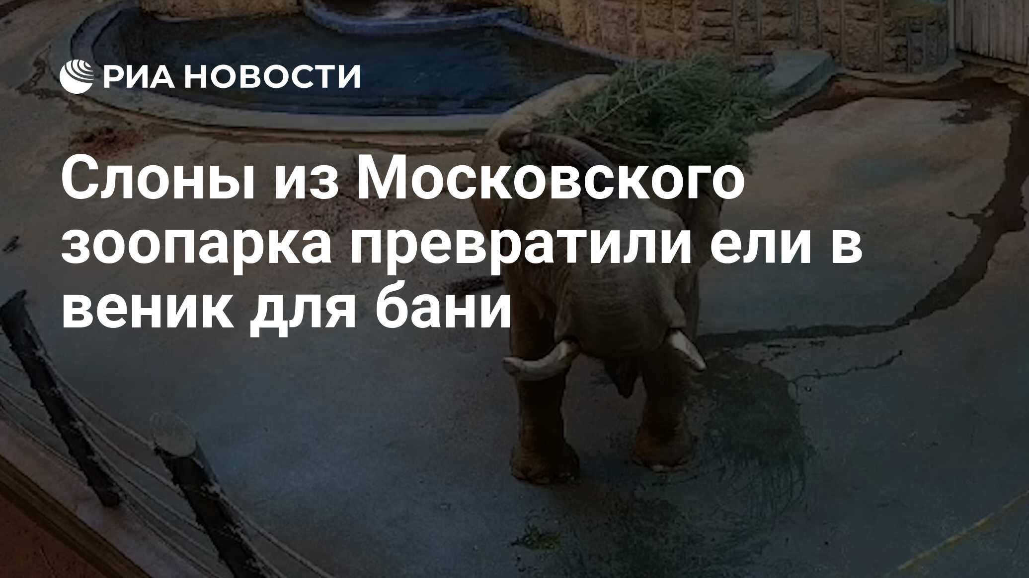 Слоны из Московского зоопарка превратили ели в веник для бани - РИА ...